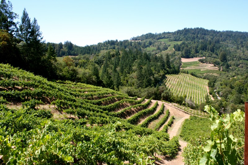 Mount Veeder Magic Vineyards – Premium Cabernet from the Napa Valley